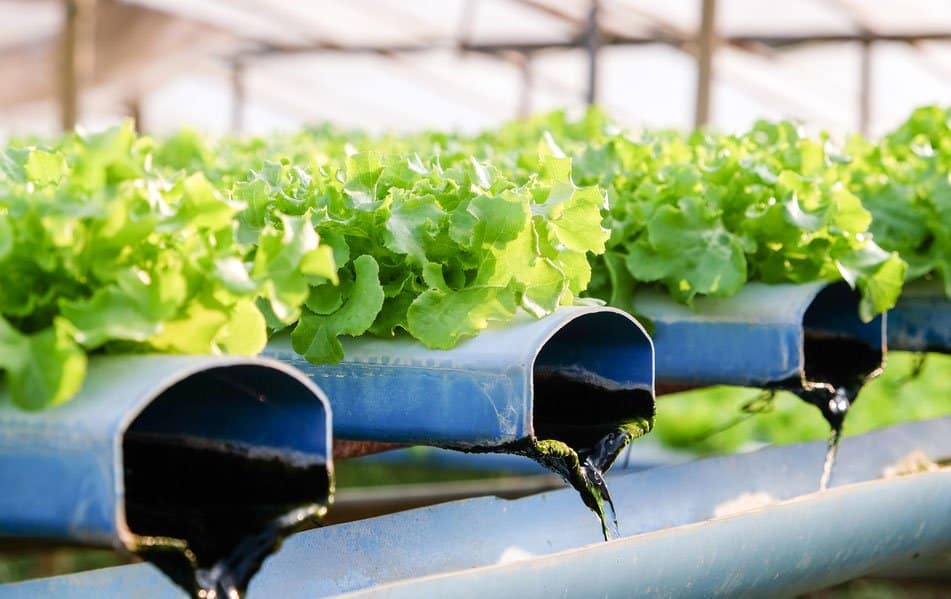 How to Get Rid of Algae in Hydroponics: Is it that bad?