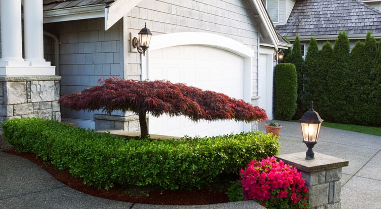 Can You Grow a Maple Tree Indoors? | Bigger Garden