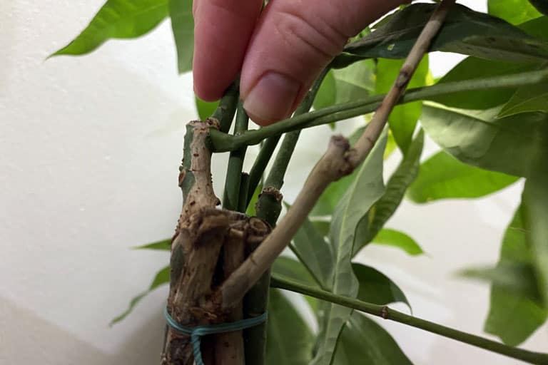 How to Braid a Money Tree? | Follow These Quick Tricks
