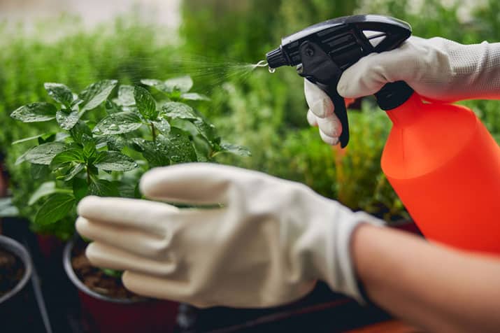 How to Water Mint Plants - Avoid Over or Under Watering