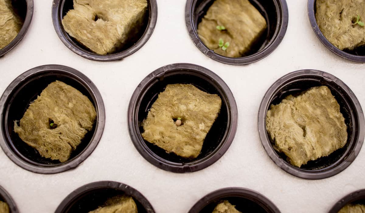 The Secret To Growing Hydroponic Beans: A Complete Guide
