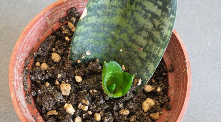 How to Propagate Snake Plant Pups and Re-pot Them