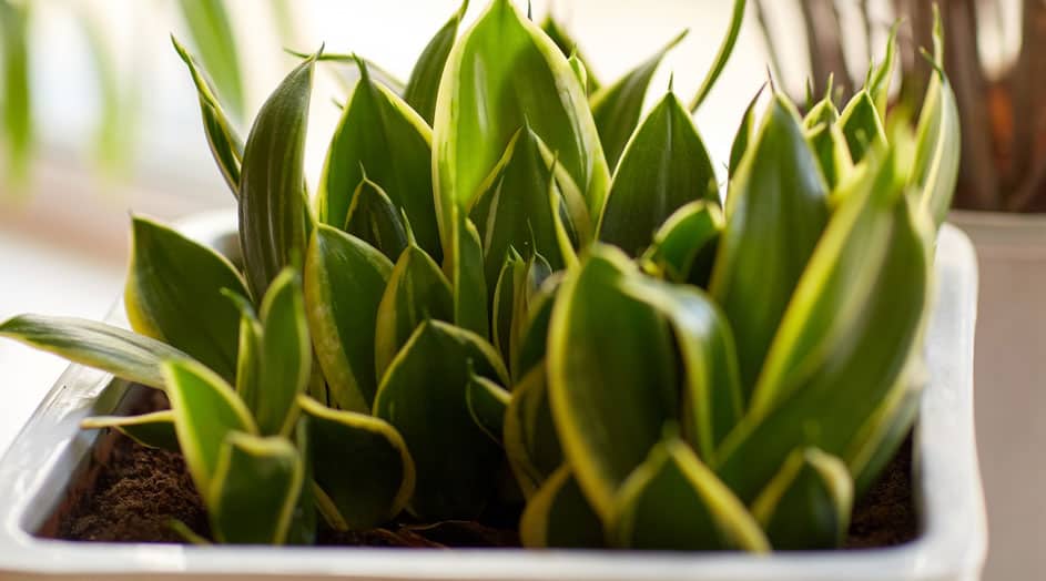 How to Propagate Snake Plant Pups and Re-pot Them
