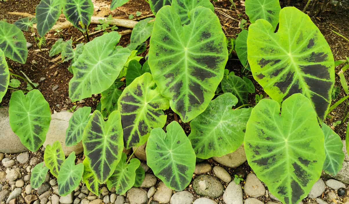 Elephant Ear Leaves Drooping? How To Fix This Problem
