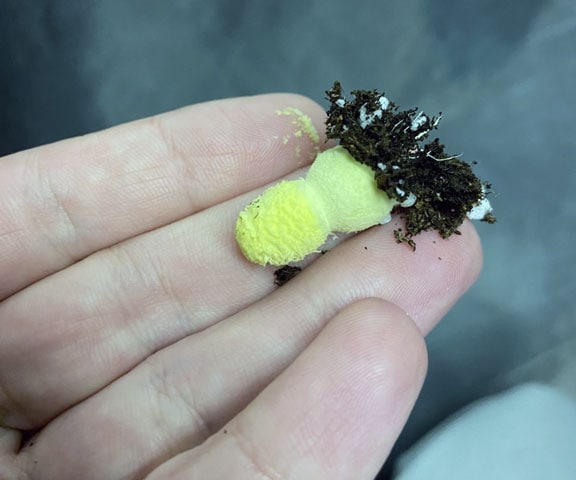 Yellow Fungus On Plant Soil - Mold, Mushrooms and "Dog Puke"