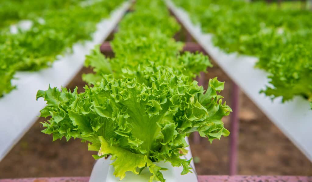 Hydroponic Lettuce At Home (A Complete Growing Guide)
