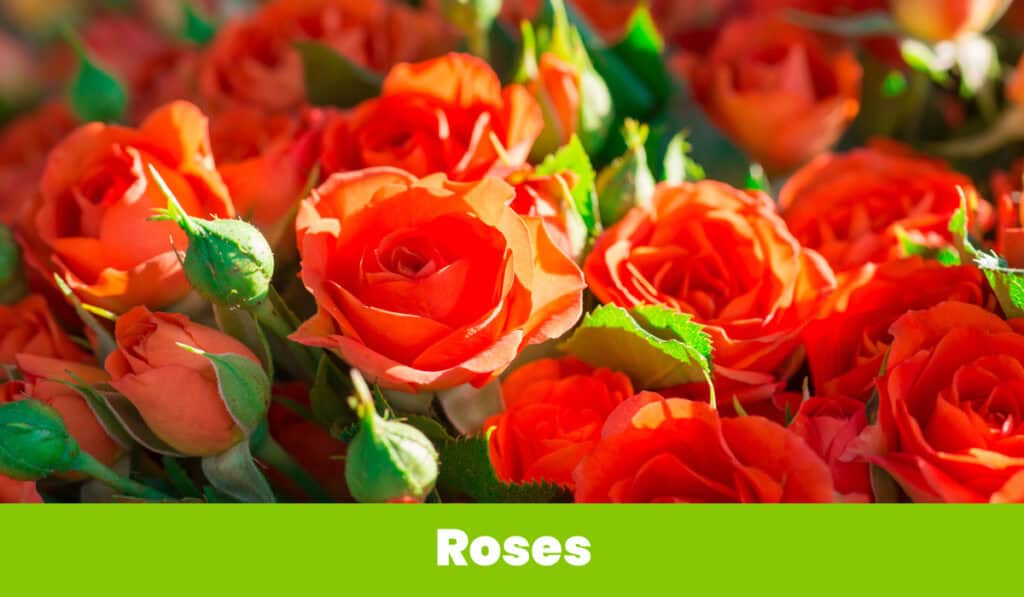 11 Of The Best Flowers To Grow In Hydroponics | Updated List