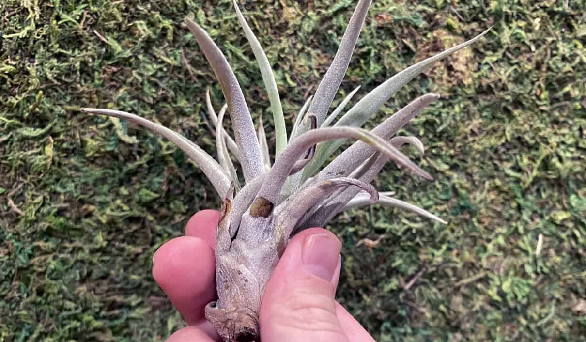 How to revive an Air plant (Tillandsia): 7 Easy Steps