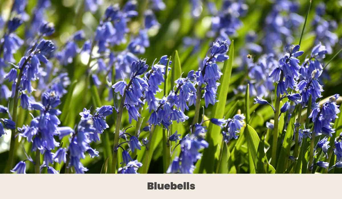 11 Bell-Shaped Flowers: 2023 Guide to Breathtaking Blossoms