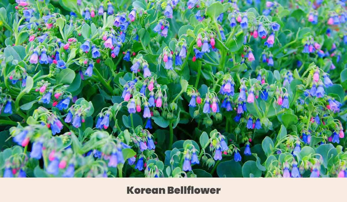 11 Bell-Shaped Flowers: 2023 Guide to Breathtaking Blossoms