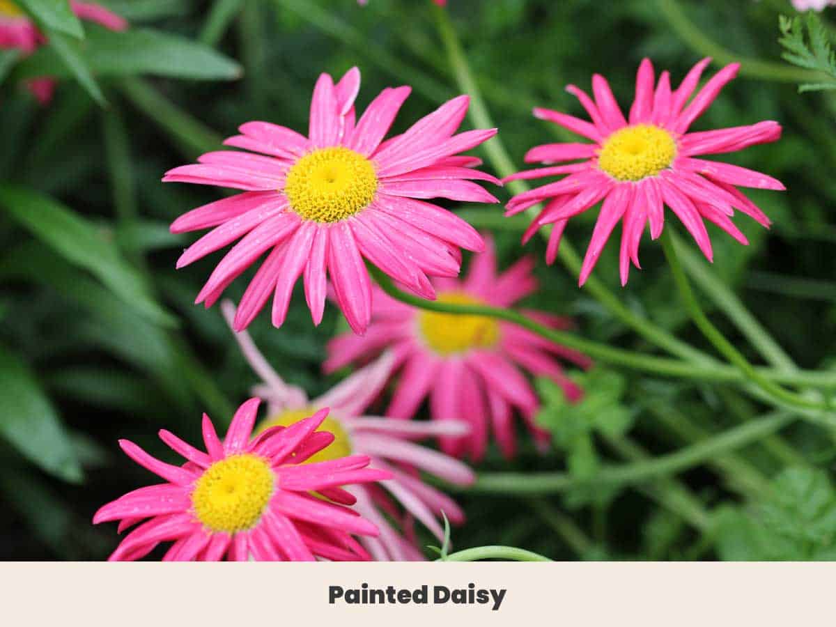 12 Different Flowers That Look Like Daisies + Growing Guides