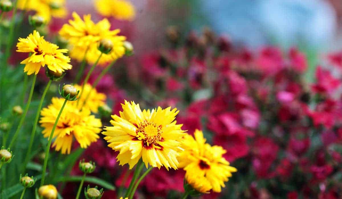 11 Plants With Year-Round Flowers – Enjoy Life in Full Bloom