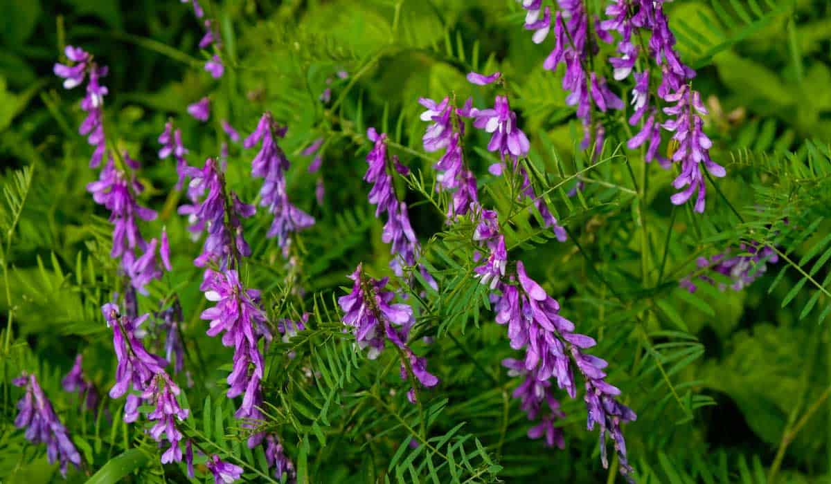 Types Of Drooping Purple Flowers