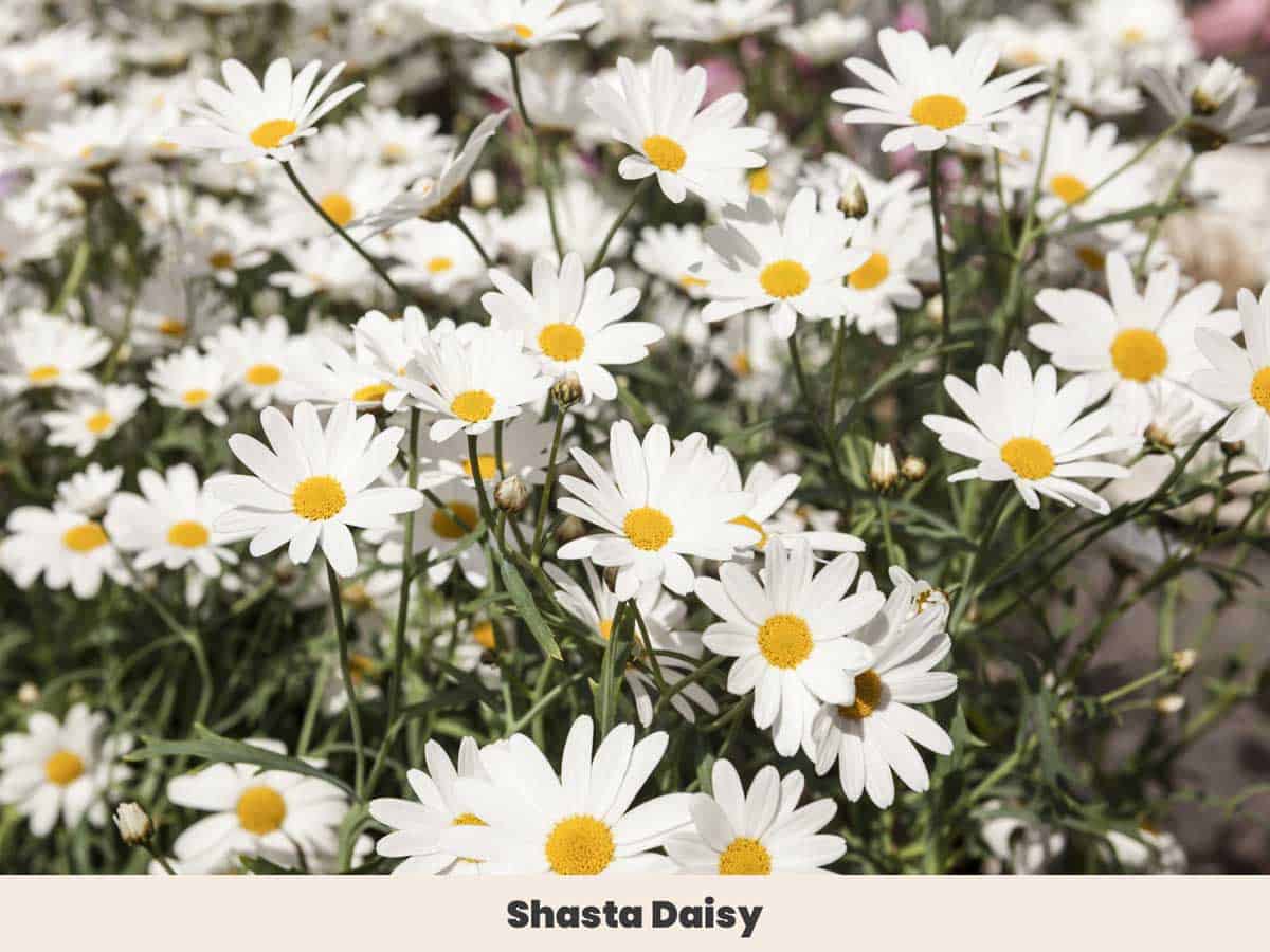 12 Different Flowers That Look Like Daisies + Growing Guides