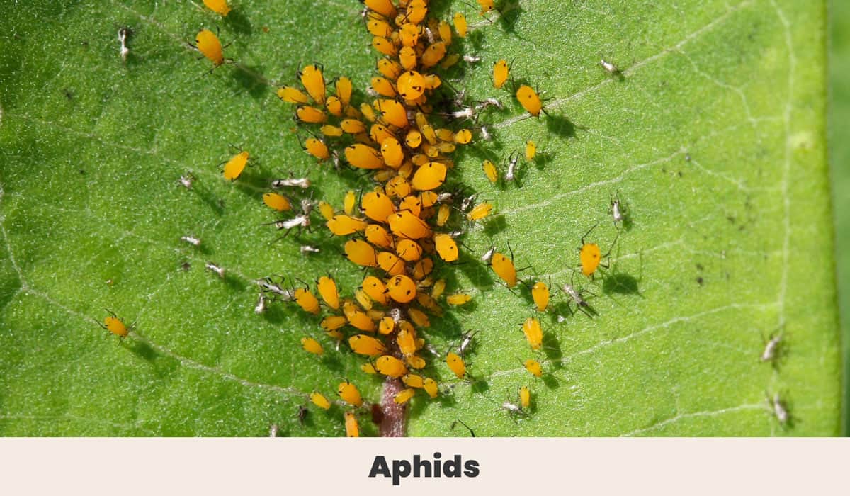 7 Common Peace Lily Pests and Diseases + How To Prevent