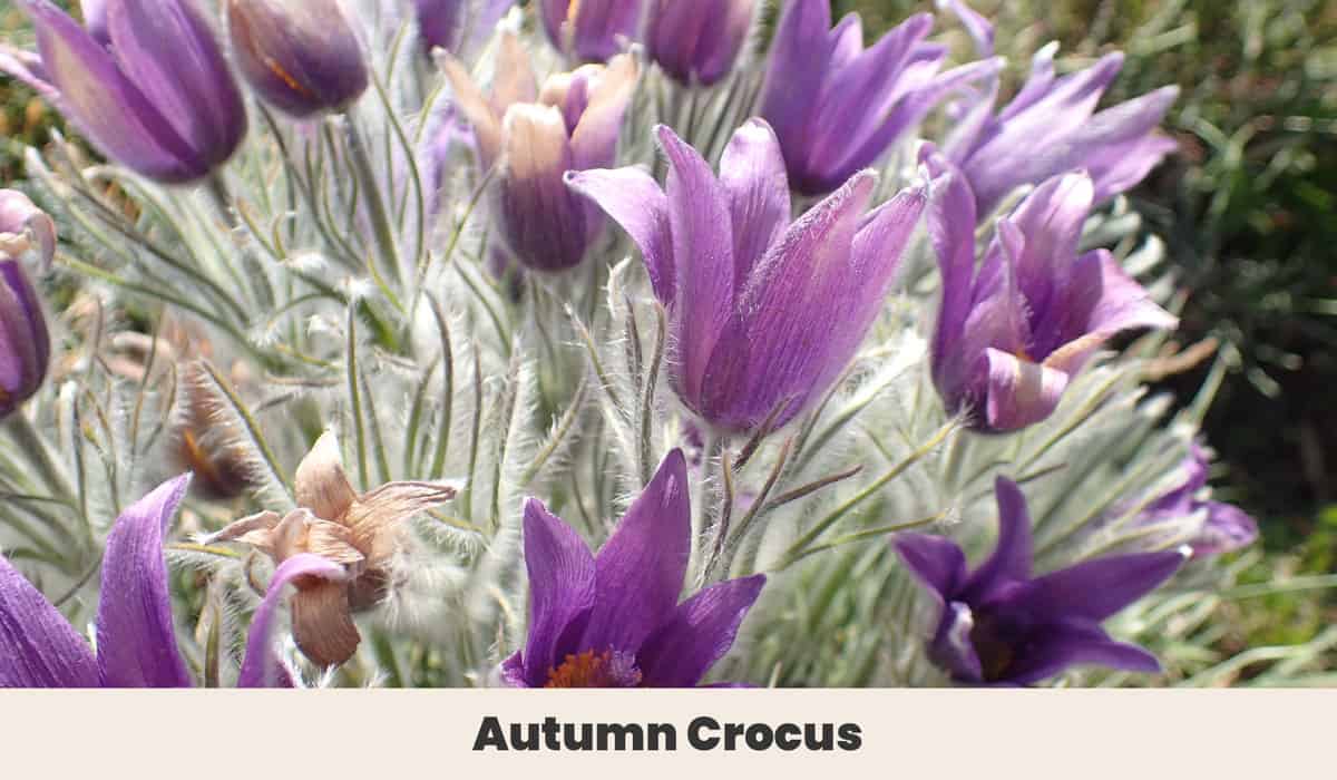 11 Fall Blooming Perennials for Your Garden + Growing Guide
