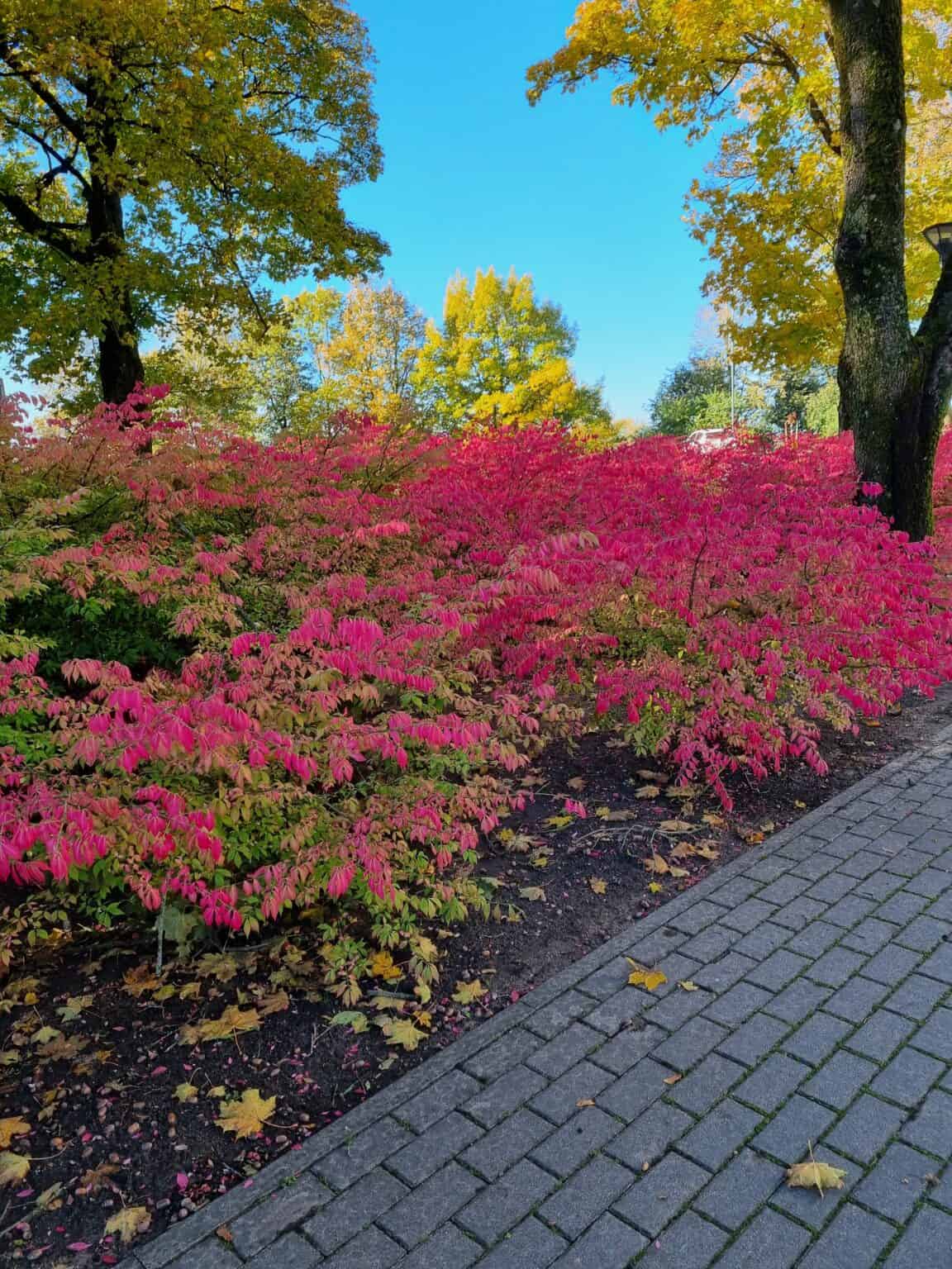 17 Shrubs With Red Leaves All Year Round + Growing Guides