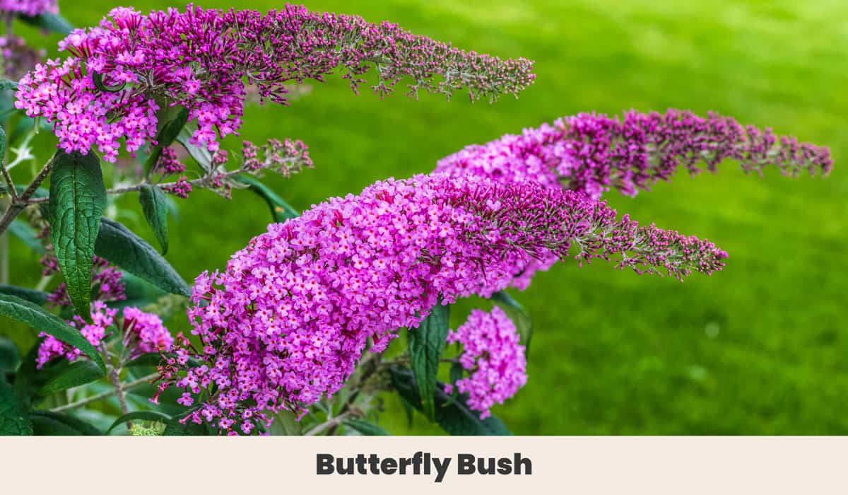 12 Low Maintenance Perennial Flowers For Your Garden