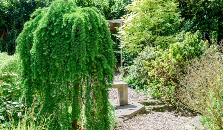 10 Dwarf Weeping Trees That Are Perfect For Small Gardens
