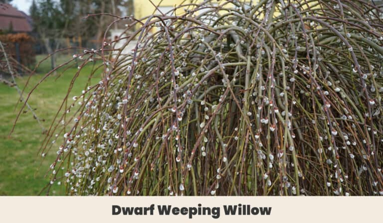 10 Dwarf Weeping Trees That Are Perfect For Small Gardens
