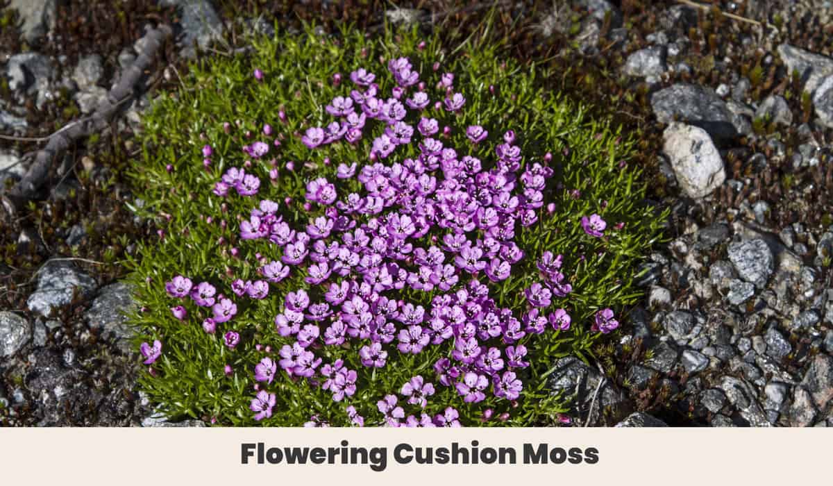 11 No Mow Ground Cover Plants To Replace Your Grass With