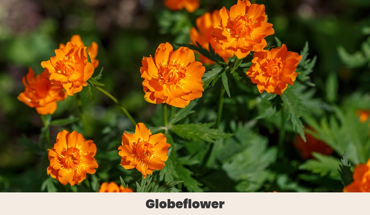10 Orange Perennial Flowers To Grow In Your Garden This Year