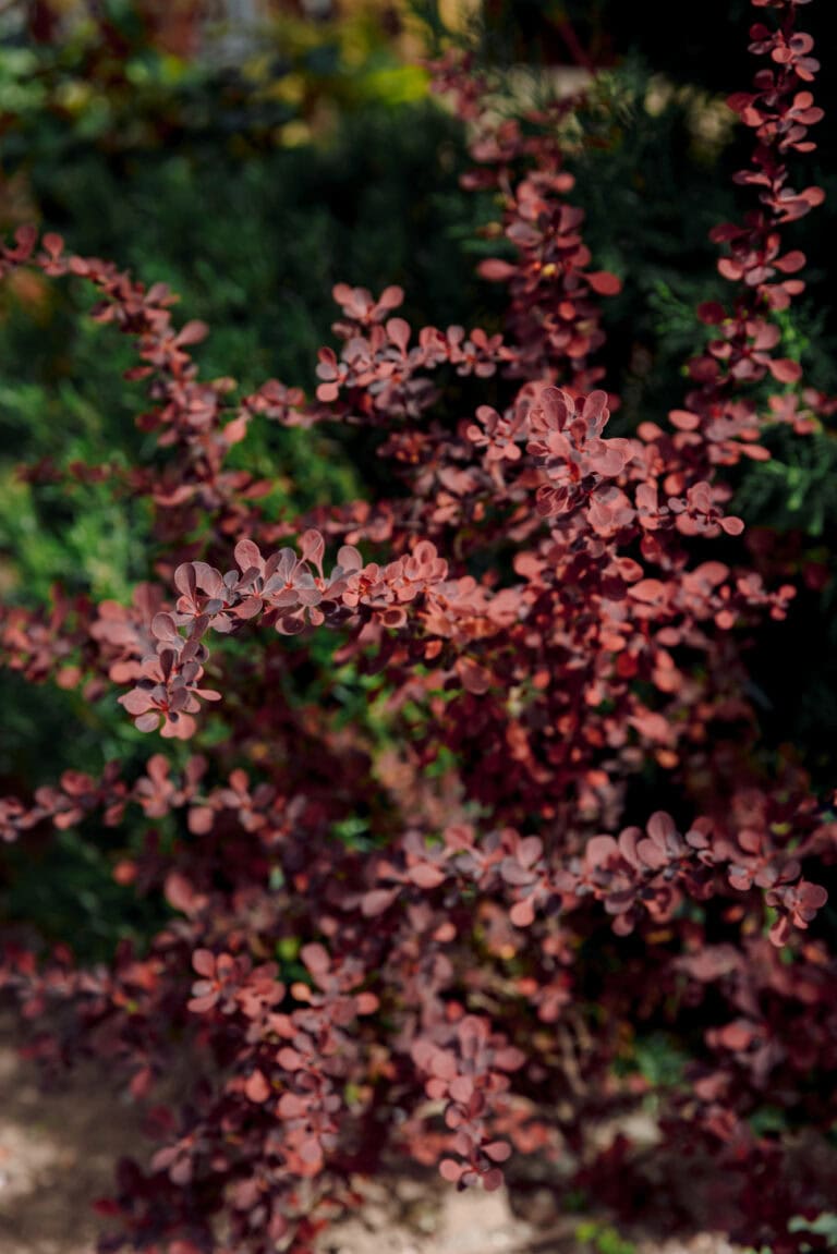 17 Shrubs With Red Leaves All Year Round + Growing Guides