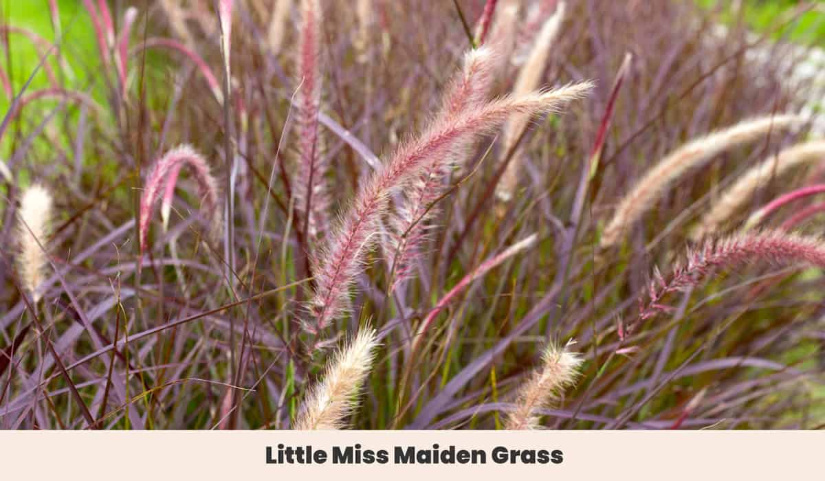 11 Shrubs With Red Leaves All Year Round + Growing Guides