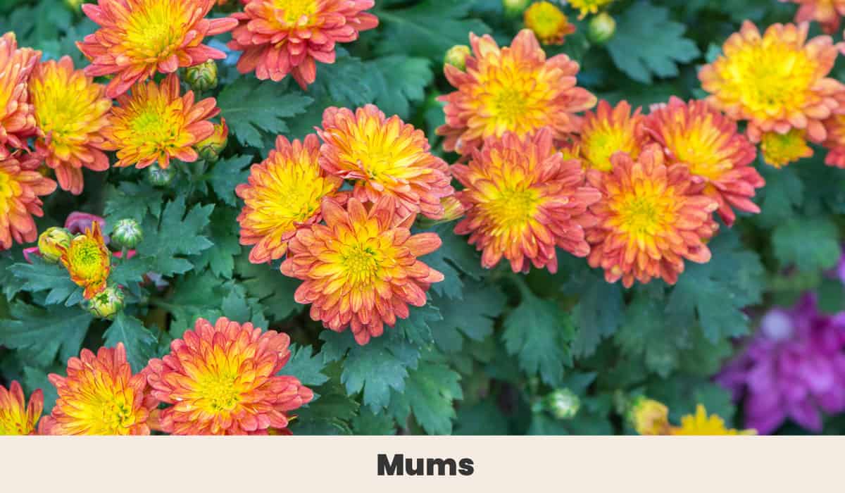 11 Fall Blooming Perennials for Your Garden + Growing Guide