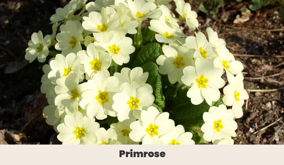12 Low Maintenance Perennial Flowers For Your Garden ...