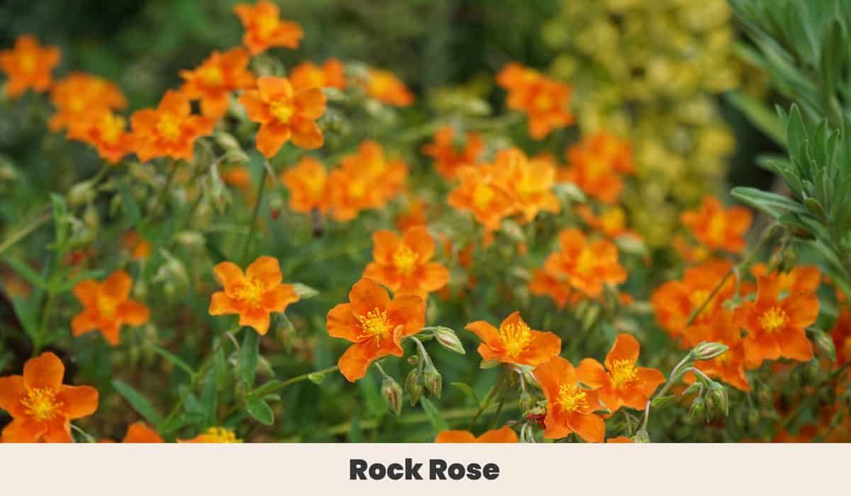10 Orange Perennial Flowers To Grow In Your Garden This Year