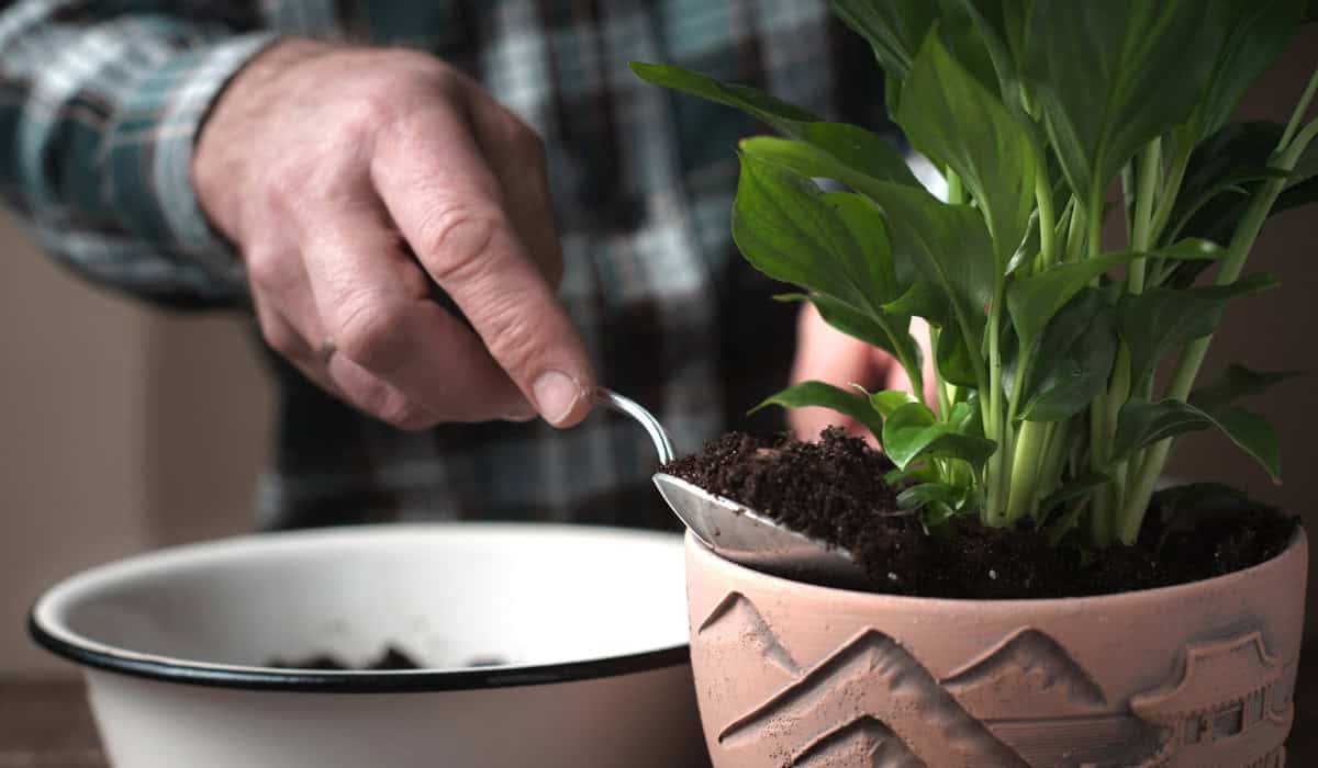 6 Key Tips to Successfully Propagate Peace Lily Plants ...