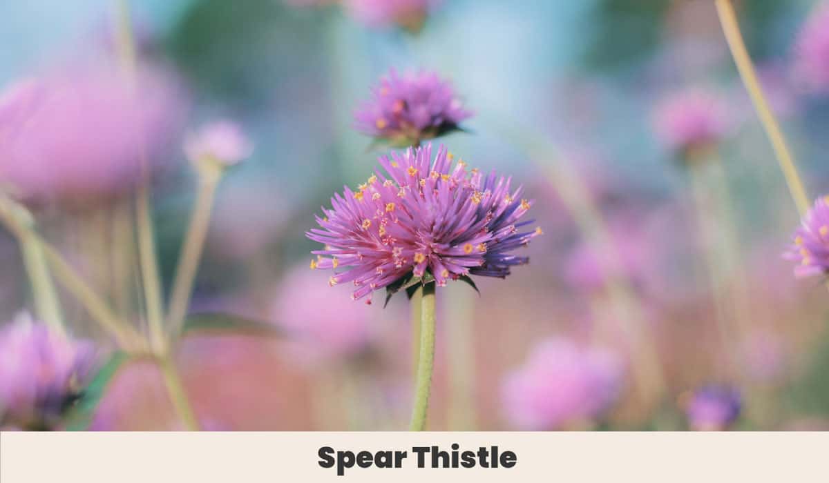 11 Common Weeds With Beautiful Pink Flowers + Growing Guide ...
