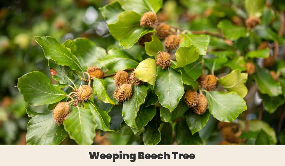 10 Dwarf Weeping Trees That Are Perfect For Small Gardens