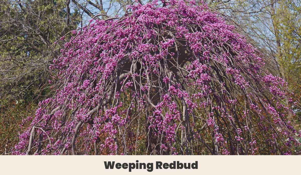 10 Dwarf Weeping Trees + Growing Guides – UrbanGreensProject.org