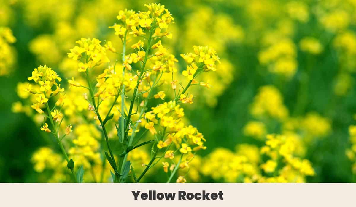 11 Weeds With Attractive Yellow Flowers + How To Identify
