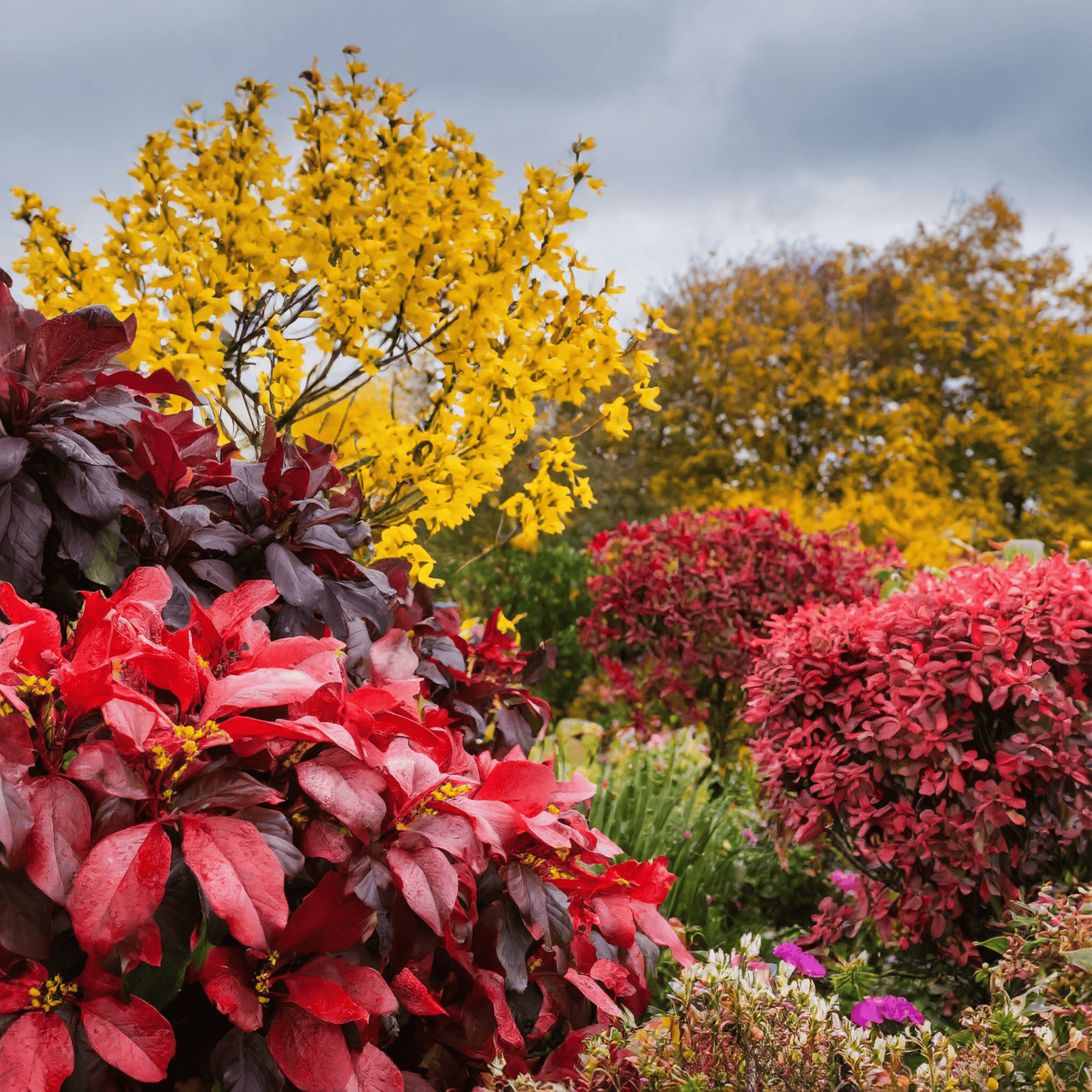 17 Shrubs With Red Leaves All Year Round + Growing Guides