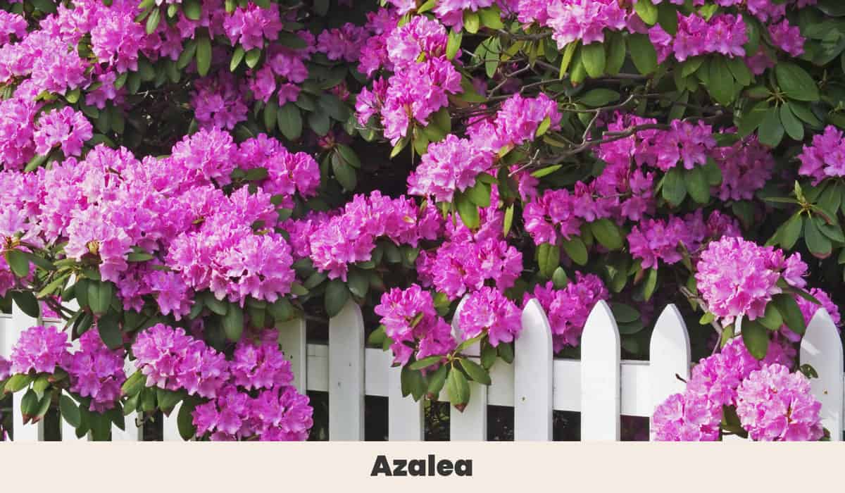 11 Low Maintenance Flowering Bushes Infront of Your House