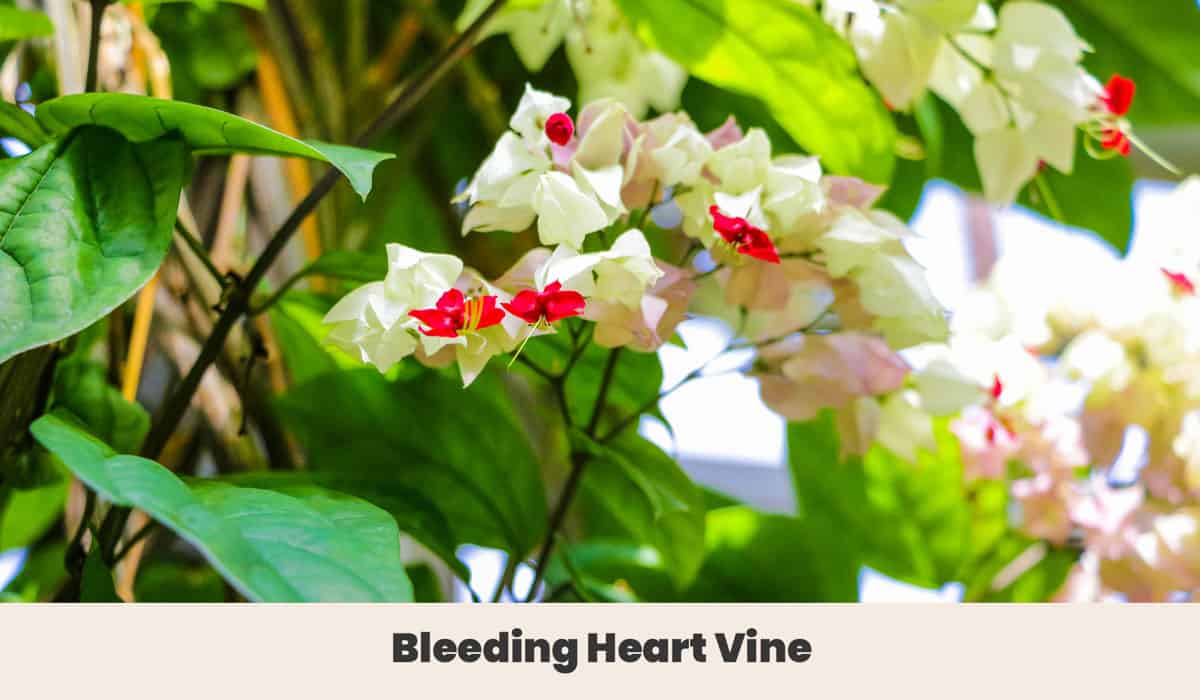 11 Climbing Plants & Flowering Vines That Love Shade