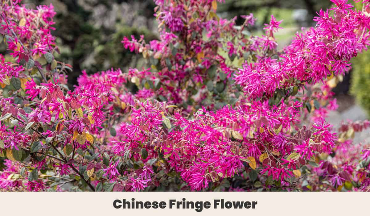 11 Low Maintenance Flowering Bushes Infront of Your House