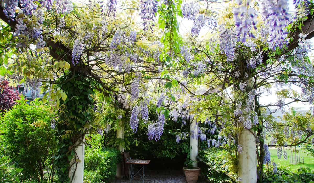 11 Climbing Plants & Flowering Vines That Love Shade