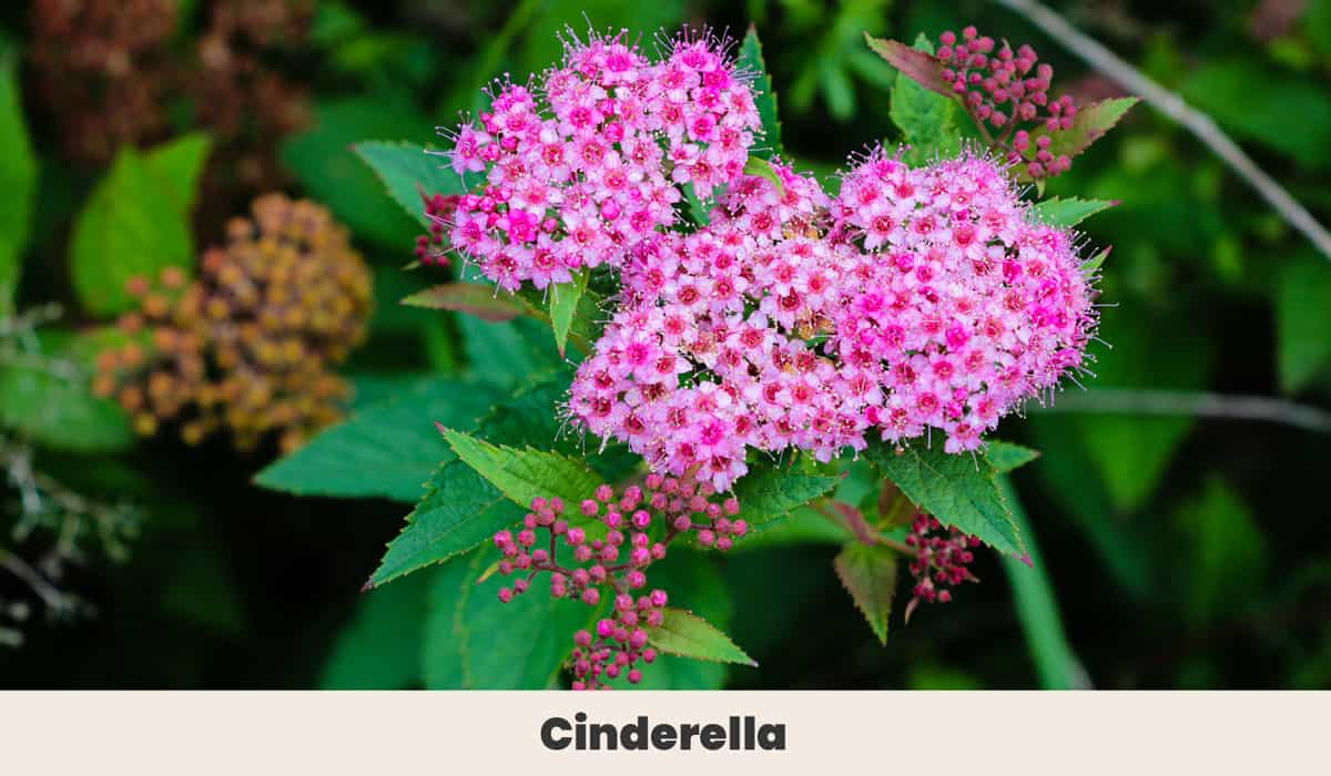 12 Tall Pink Perennials With The Best Flowers in Full Bloom