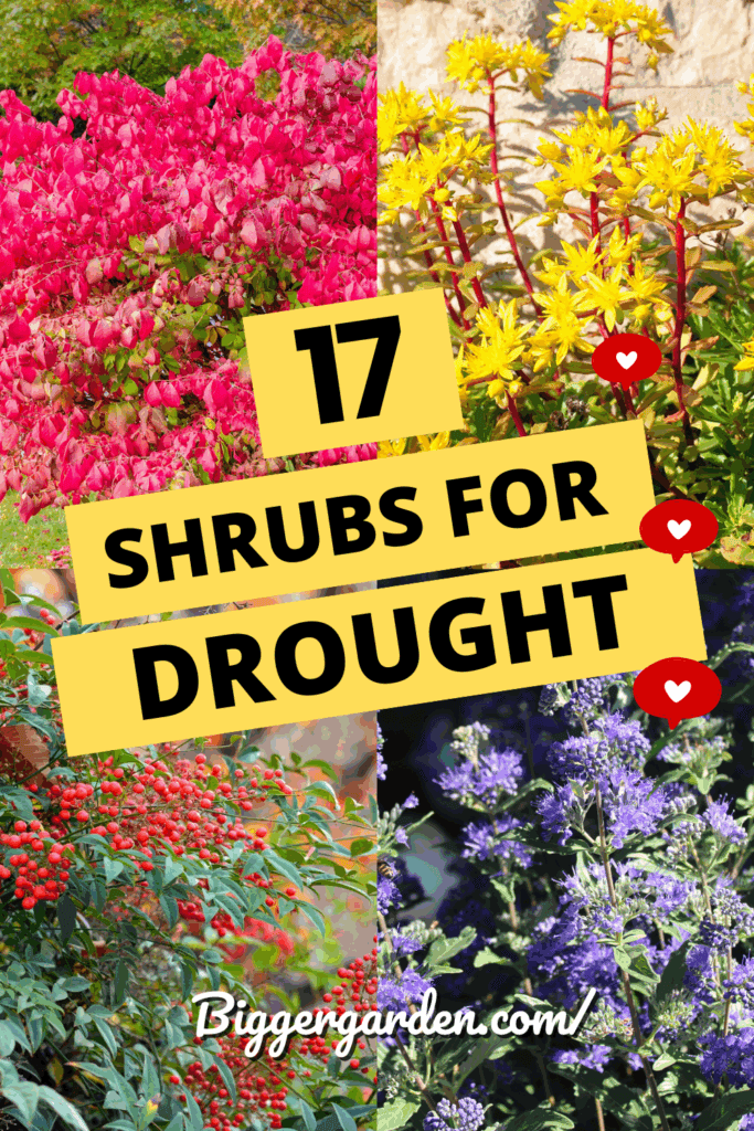 17 Drought Tolerant Shrubs to Grow in Warm Climates