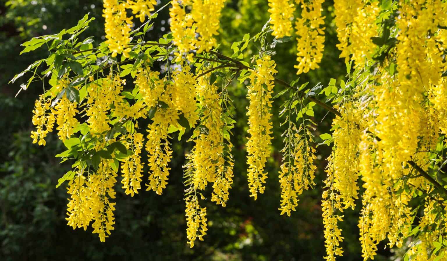 11 Yellow Flowering Trees to Plant This Year + Growing Guide