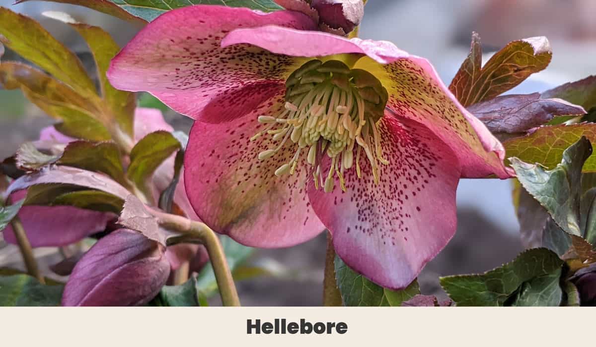 12 Tall Pink Perennials With The Best Flowers in Full Bloom