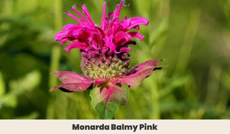 12 Tall Pink Perennials With The Best Flowers in Full Bloom