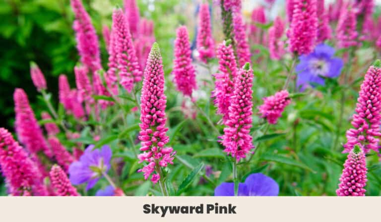 12 Tall Pink Perennials With The Best Flowers in Full Bloom
