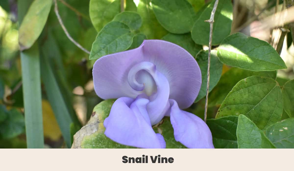 11 Climbing Plants & Flowering Vines That Love Shade