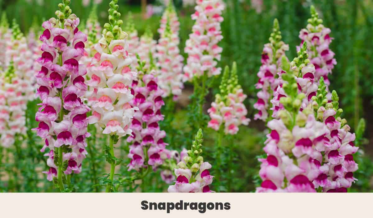 12 Tall Pink Perennials With The Best Flowers in Full Bloom