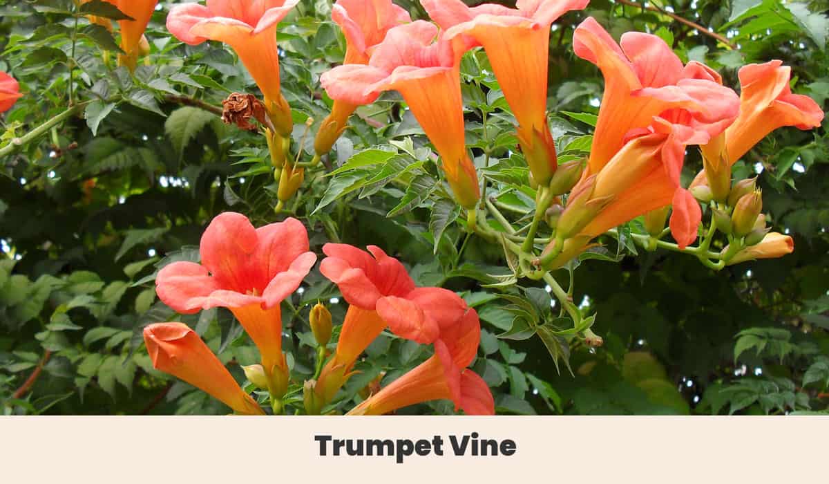 11 Climbing Plants & Flowering Vines That Love Shade